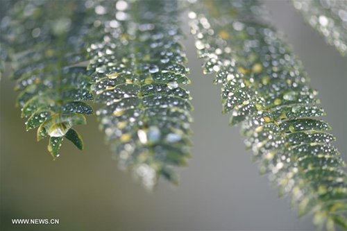 17th Chinese solar term Cold Dew comes - Global Times