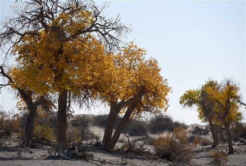 Stunning scenery of autumn-colored populus euphratica forest in China's ...