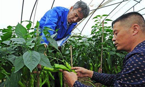 New fruit and vegetable varieties introduced to farmers in Zhejiang ...