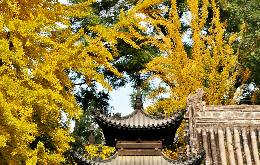 Temple trees turn autumn gold in Beijing - Global Times