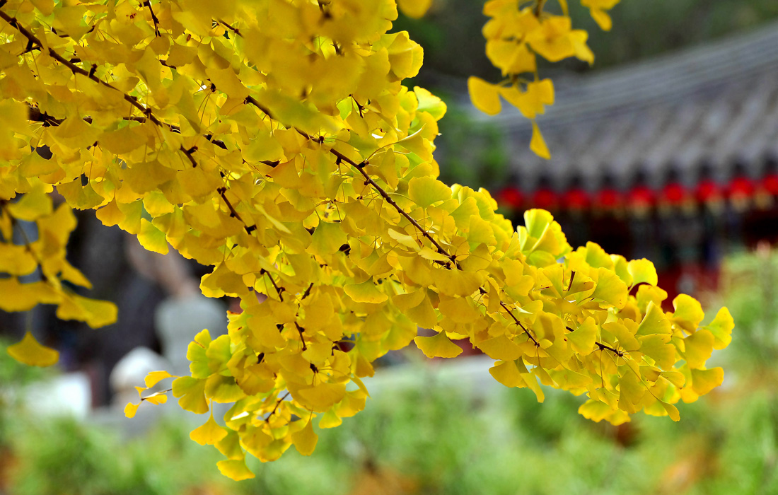 Temple trees turn autumn gold in Beijing - Global Times