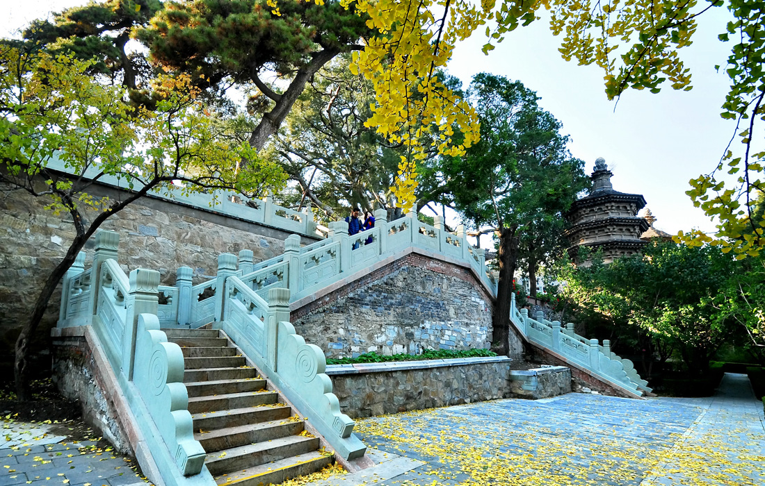 Temple trees turn autumn gold in Beijing - Global Times