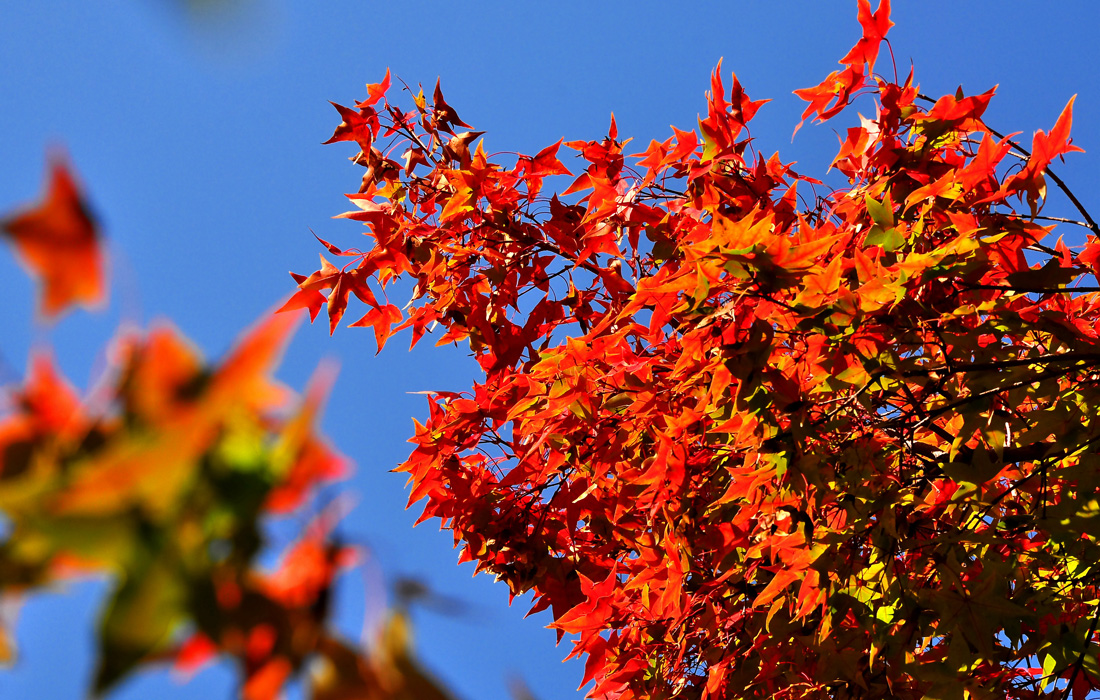 Temple trees turn autumn gold in Beijing - Global Times