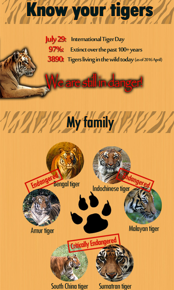 Know your tigers - Global Times