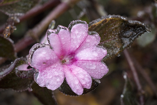 The first taste of winter from across China - Global Times