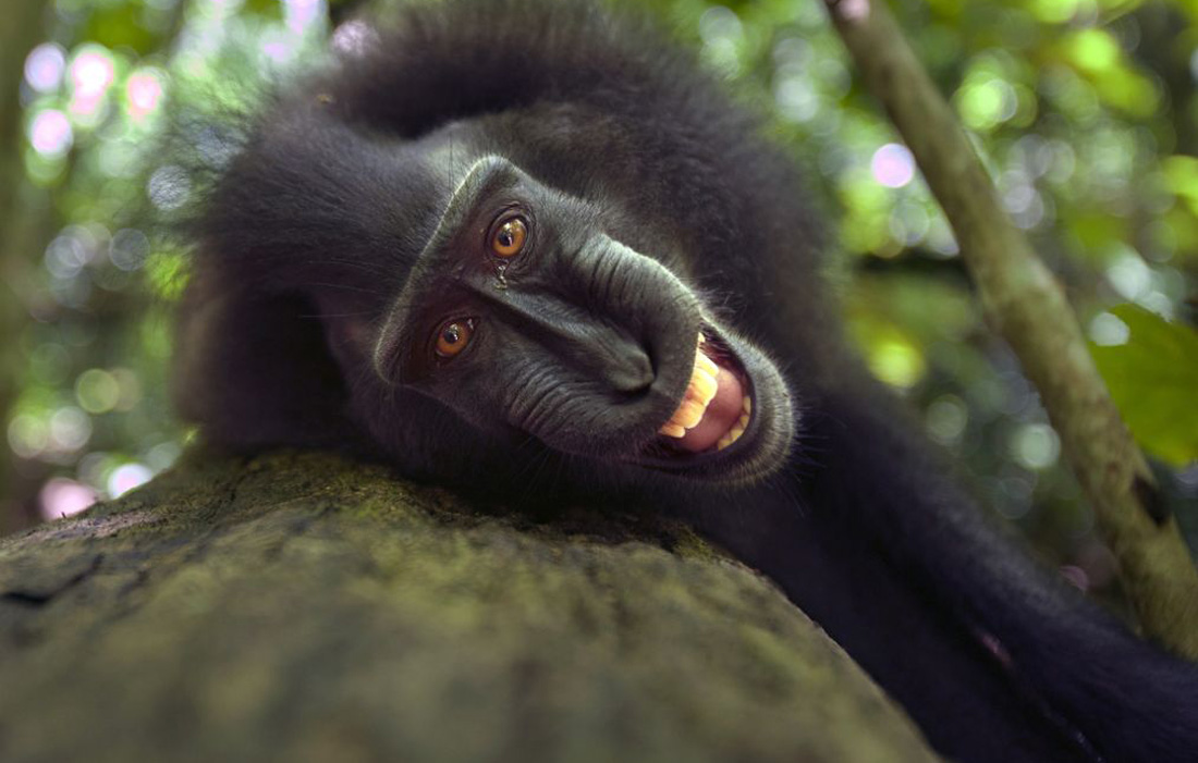 Big smile from smart monkey - Global Times