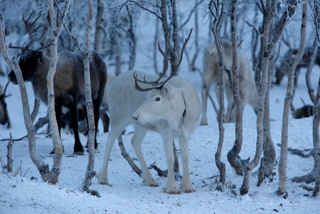 Santa's little helpers rear Christmas reindeer in remote Russian tundra ...