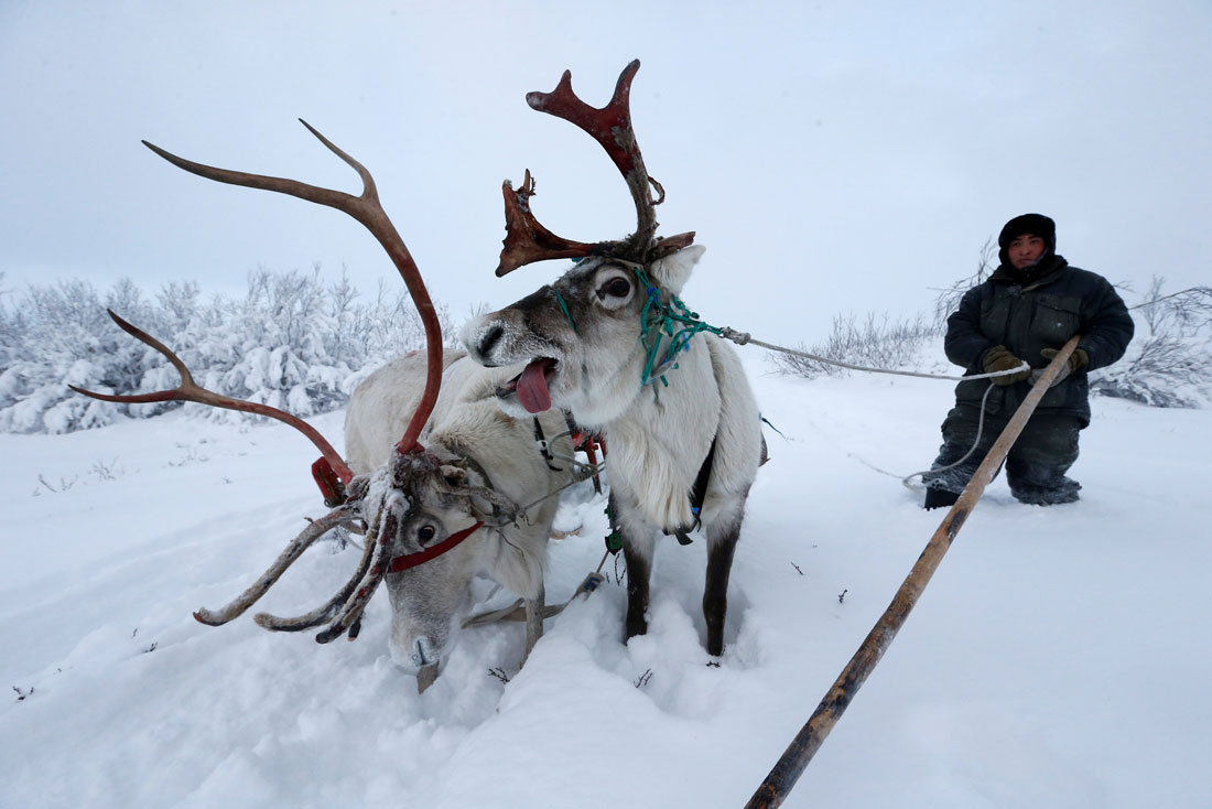 Santa's little helpers rear Christmas reindeer in remote Russian tundra ...