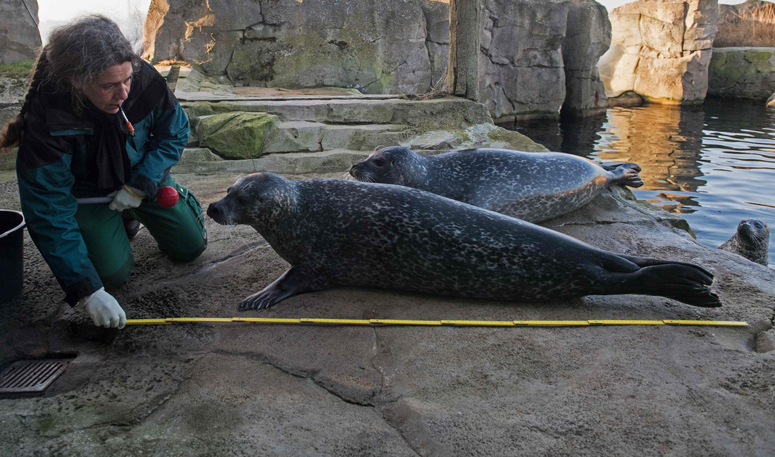 It’s the annual animal inventory at this German zoo - Global Times