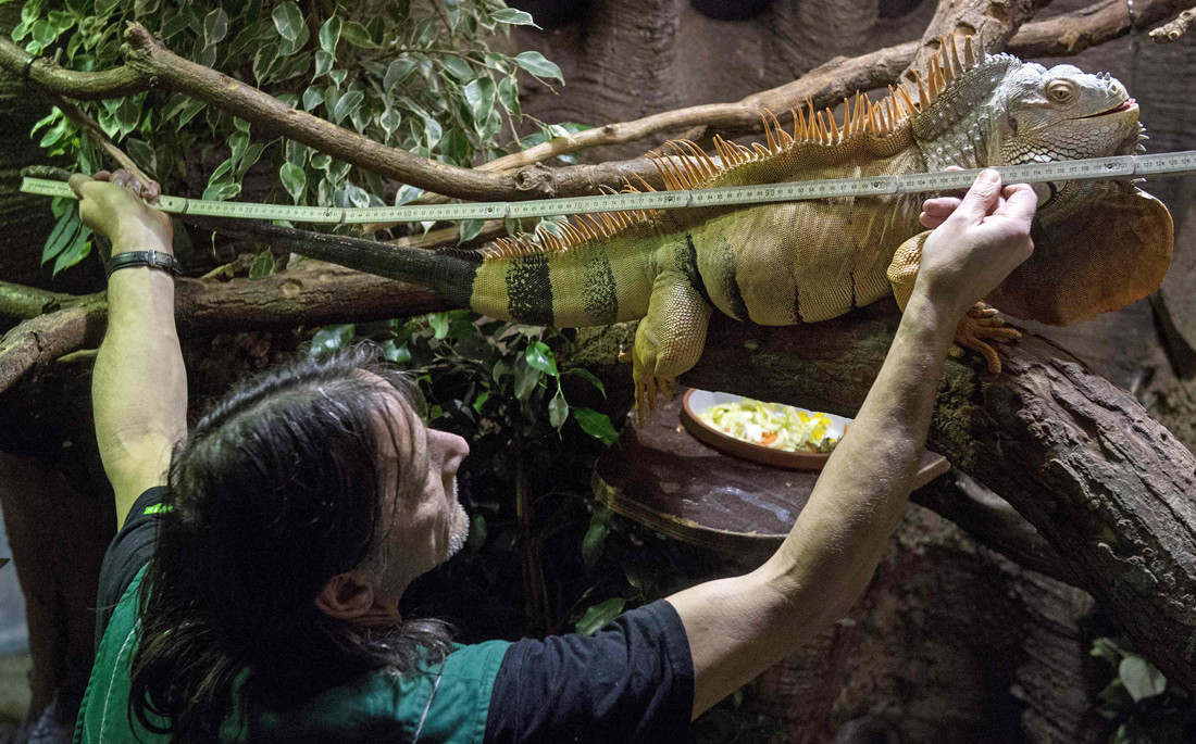 It’s the annual animal inventory at this German zoo - Global Times