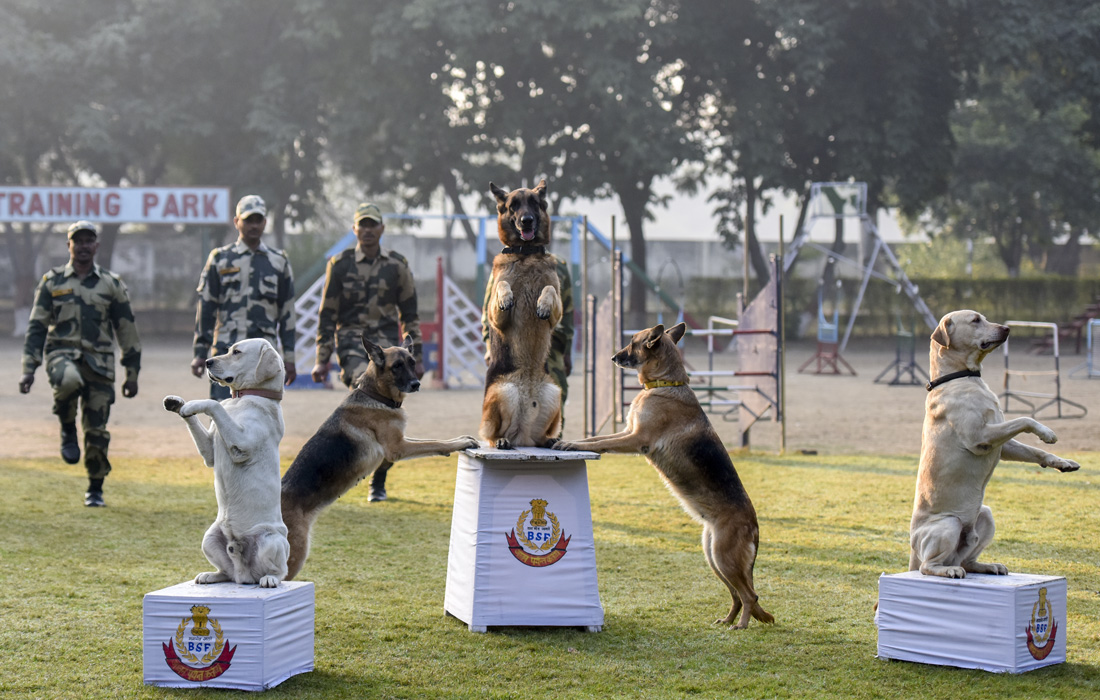 Military mutts: Sit, stay for India’s fetching army dogs - Global Times