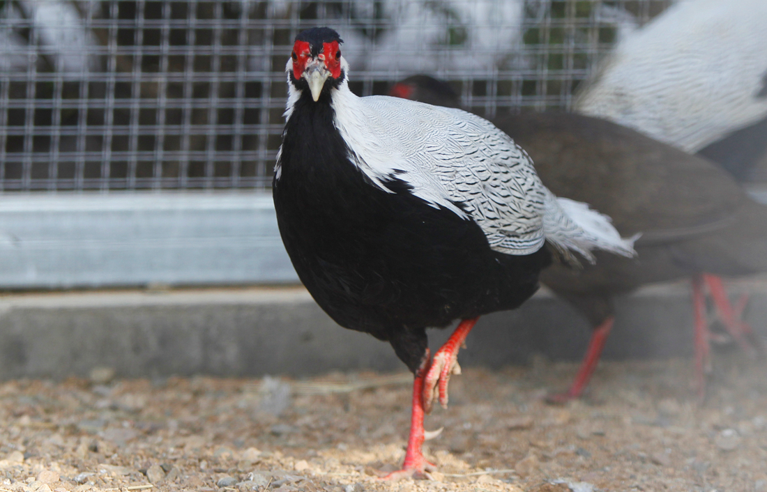 Welcome the Year of the Rooster - Global Times