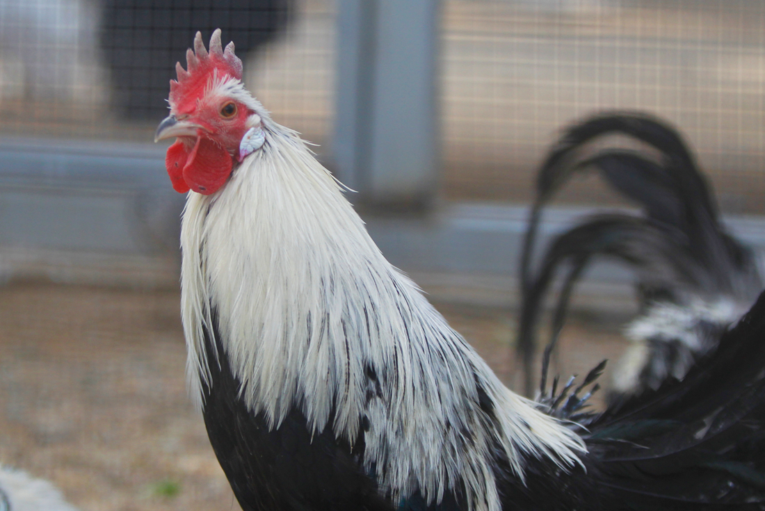 Welcome the Year of the Rooster - Global Times