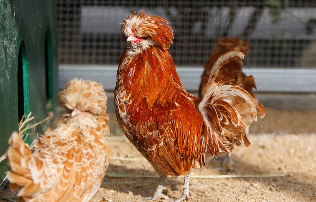 Welcome the Year of the Rooster - Global Times