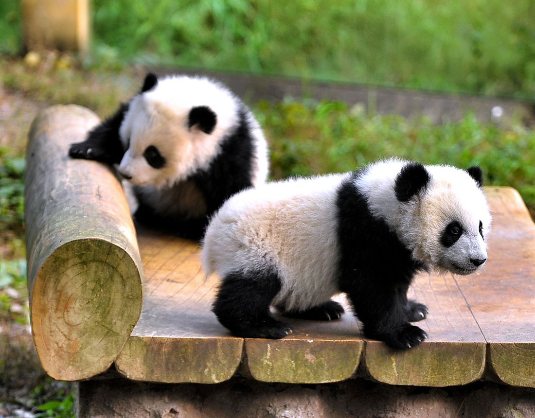 Super-cute panda twins make debut in Chongqing - Global Times