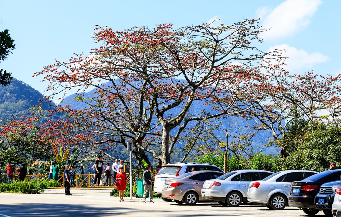 Kapok flowers bloom in China’s Hainan - Global Times
