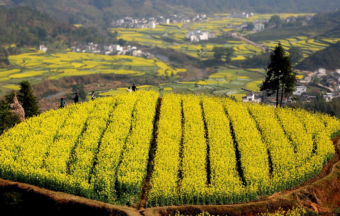 In bloom: Rapeseed flower fields of China’s Jiangxi - Global Times