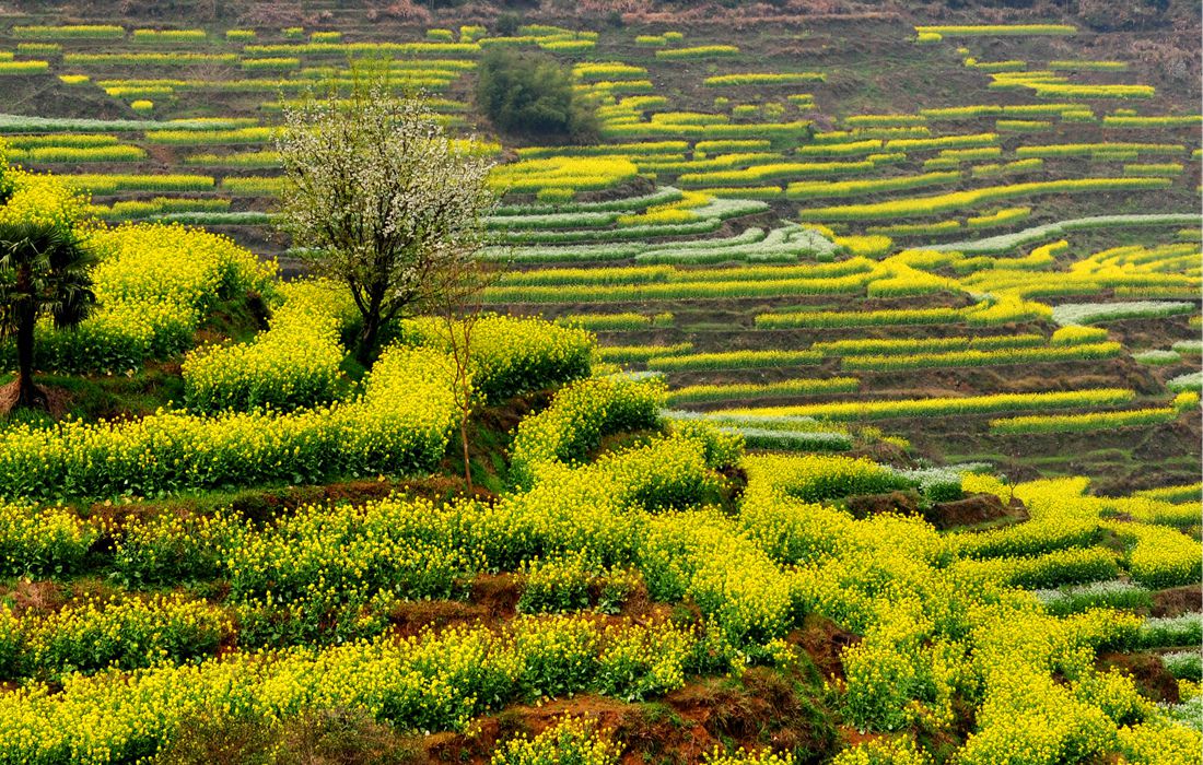 In bloom: Rapeseed flower fields of China’s Jiangxi - Global Times