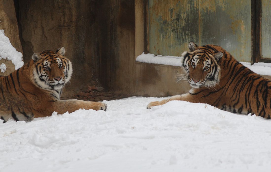 Siberian tigers play in snow at East China’s Yantai Zoo - Global Times