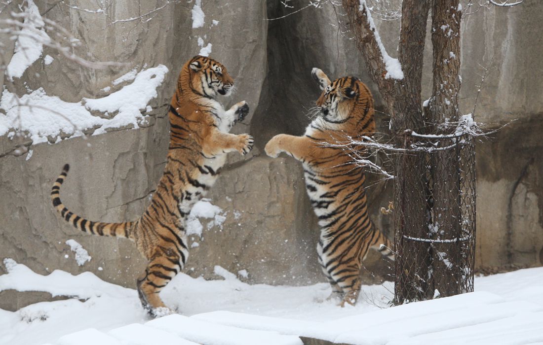 Siberian tigers play in snow at East China’s Yantai Zoo - Global Times