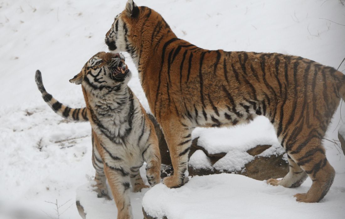 Siberian tigers play in snow at East China’s Yantai Zoo - Global Times