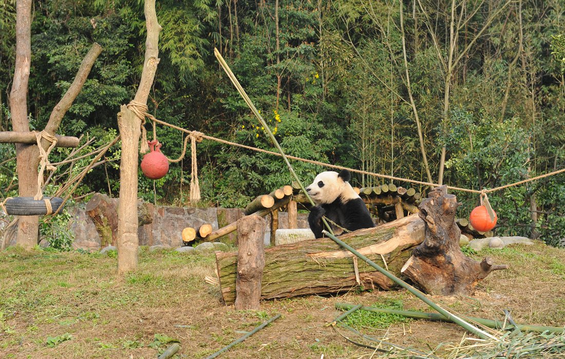 Baobao the panda gets taste for China after trans-Pacific journey ...
