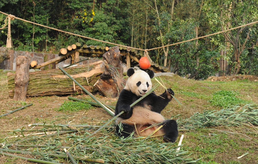 Baobao the panda gets taste for China after trans-Pacific journey ...