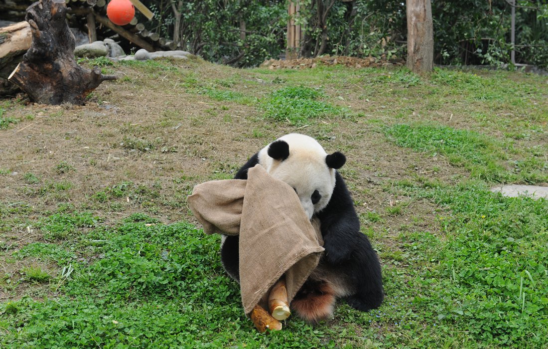 Baobao the panda gets taste for China after trans-Pacific journey ...