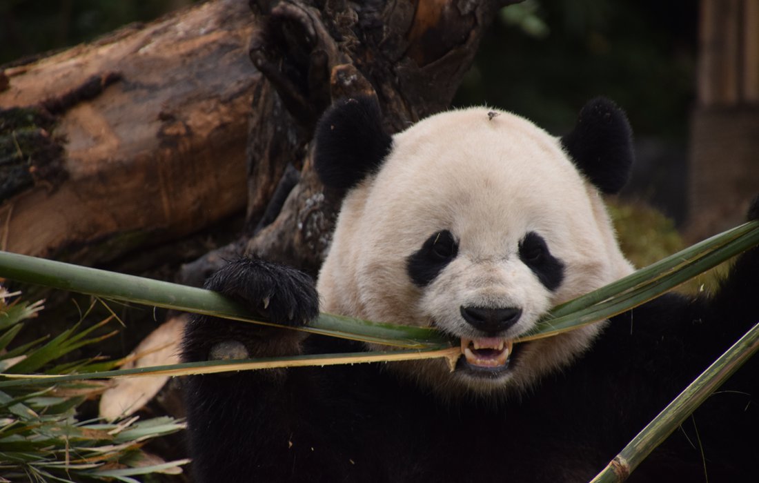 Baobao the panda gets taste for China after trans-Pacific journey ...