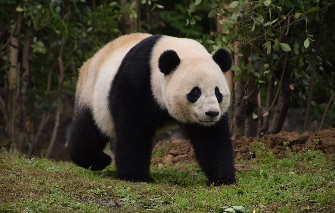 Baobao the panda gets taste for China after trans-Pacific journey ...