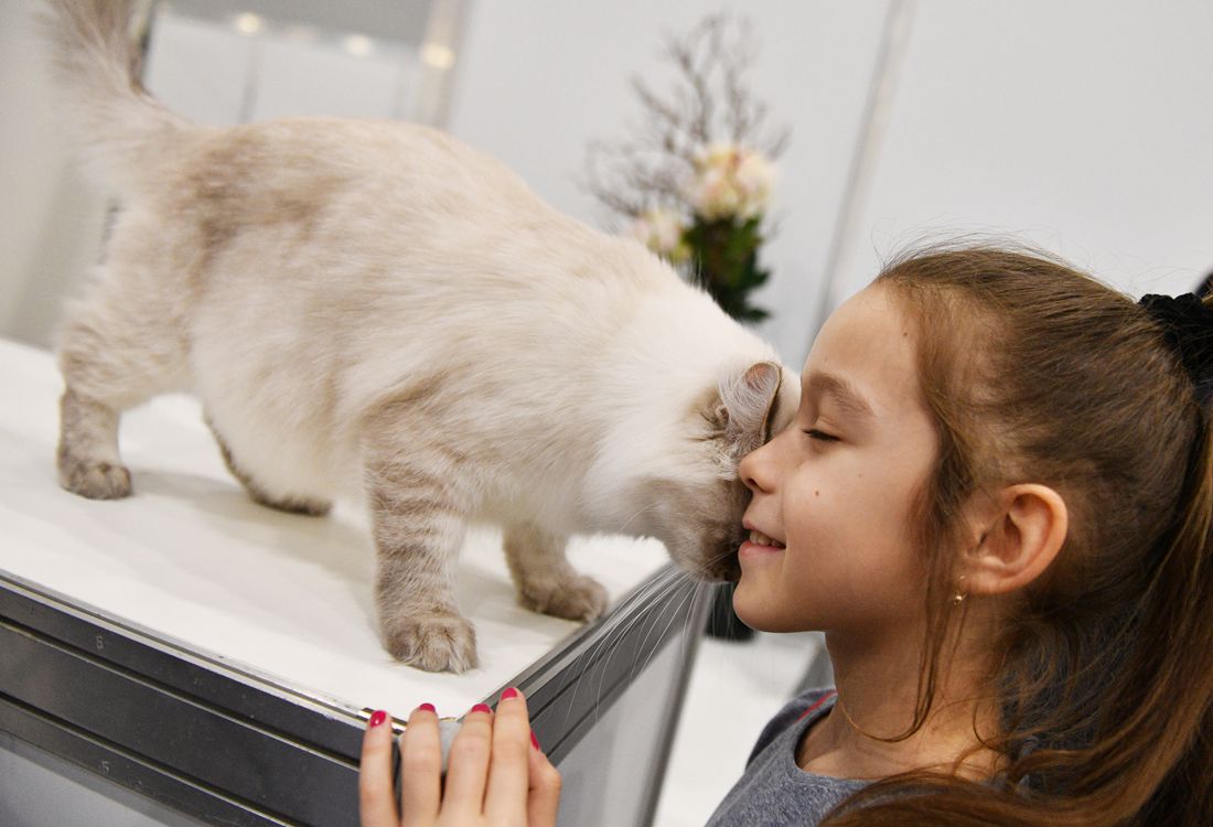 Catsburg 2017 international cat show kicks off in Moscow - Global Times