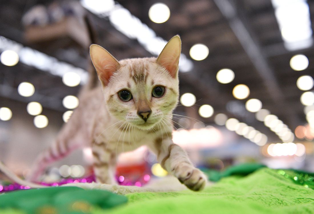 Catsburg 2017 international cat show kicks off in Moscow - Global Times