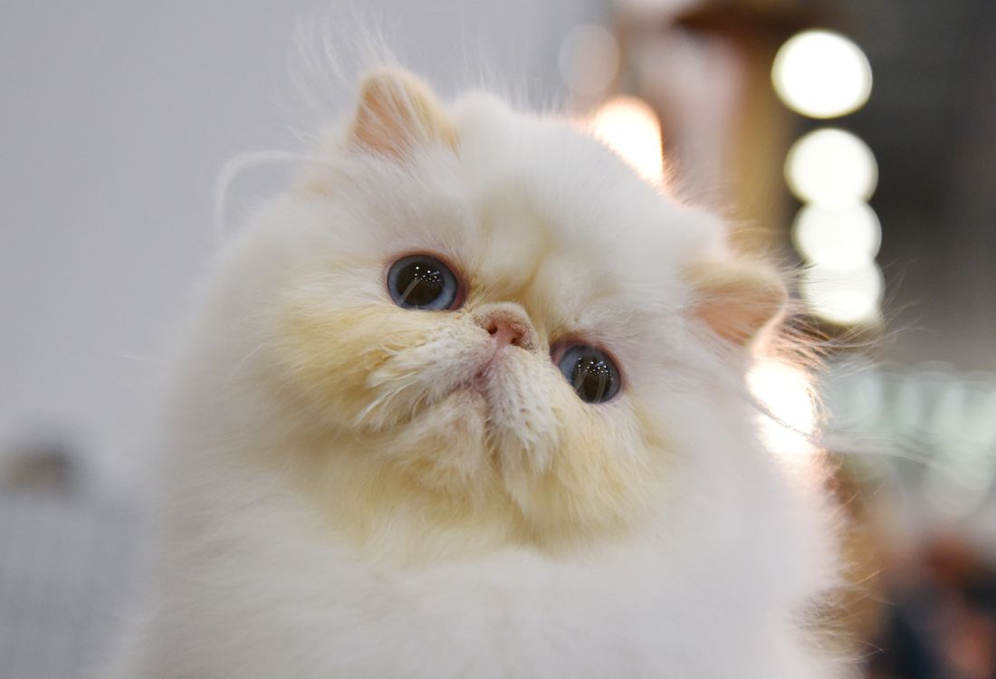 Catsburg 2017 international cat show kicks off in Moscow - Global Times