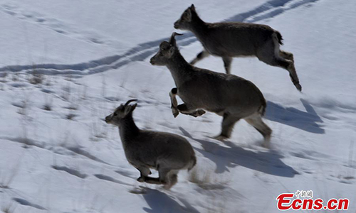 Blue sheep thrive under protection in NW China - Global Times