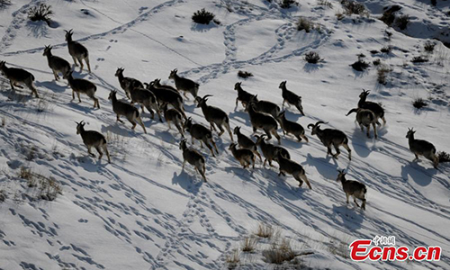 Blue sheep thrive under protection in NW China - Global Times
