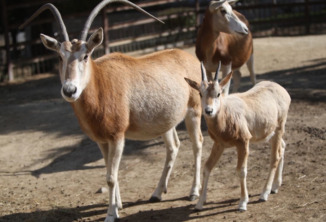 Newborn scimitar oryx makes debut at Shandong zoo - Global Times
