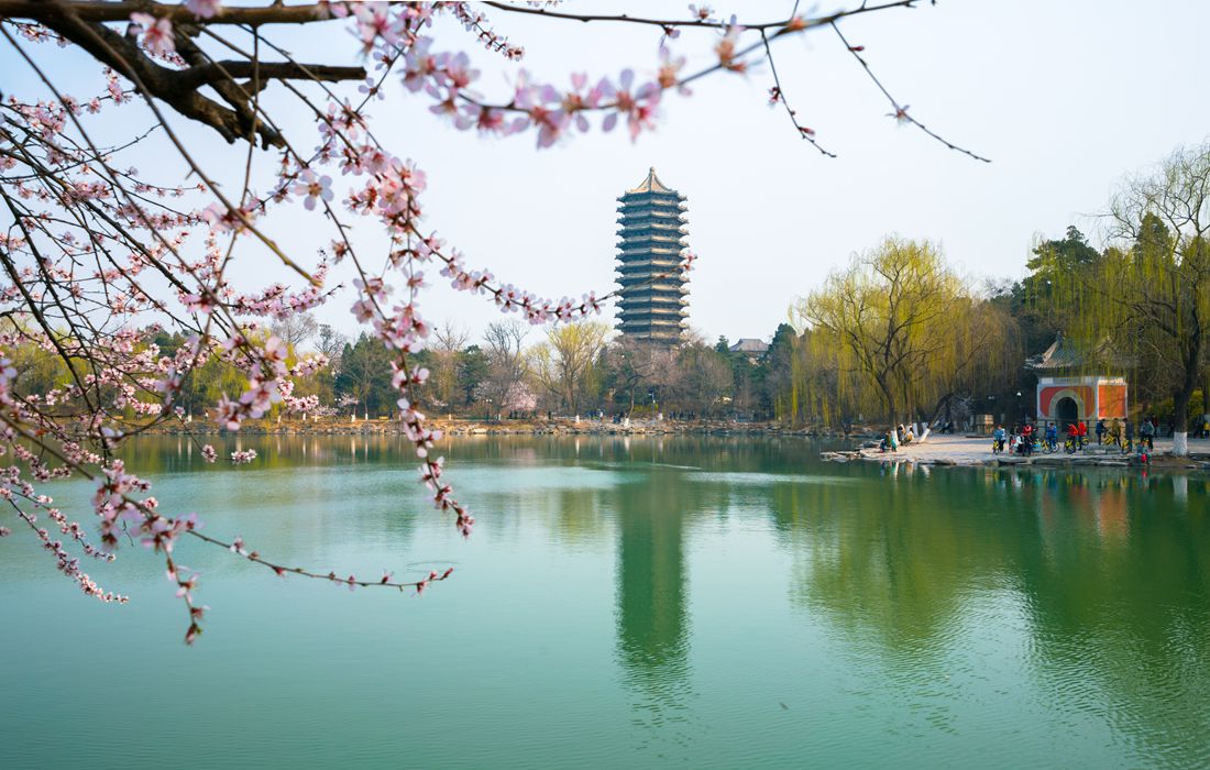 Spring scenes of Weiminghu Lake at Peking University - Global Times