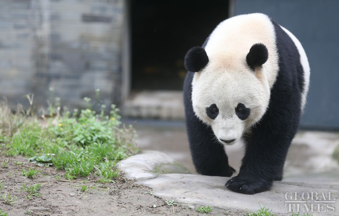 The US-born giant panda Baobao makes official debut in Southwest China ...