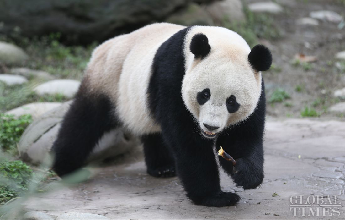 The US-born giant panda Baobao makes official debut in Southwest China ...
