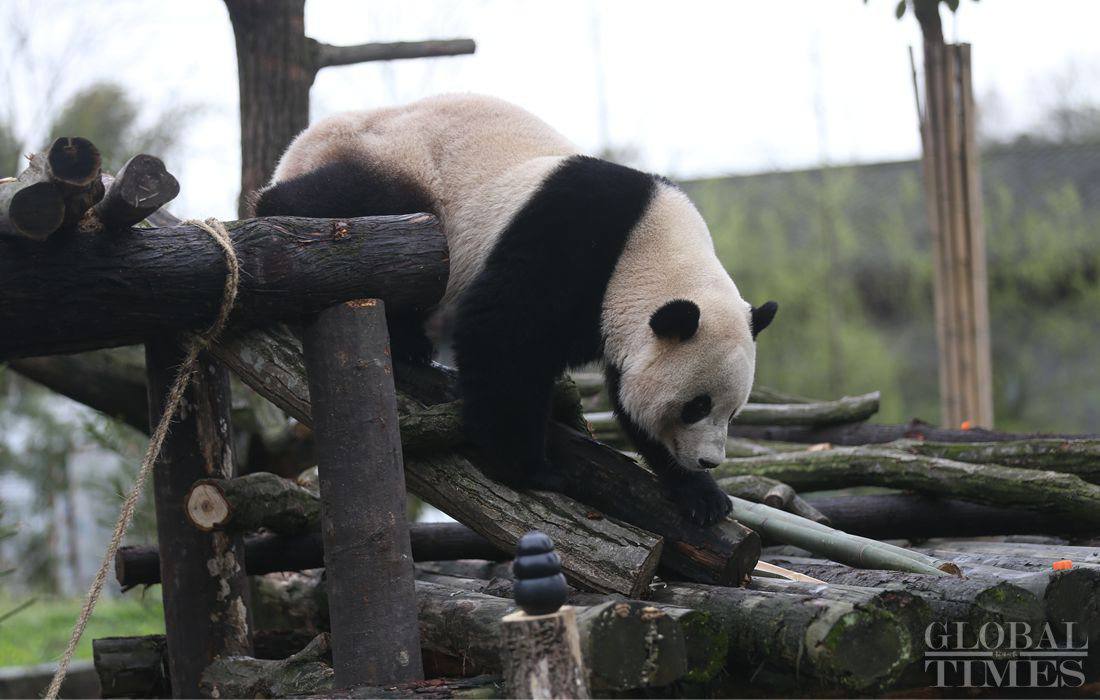 The US-born giant panda Baobao makes official debut in Southwest China ...