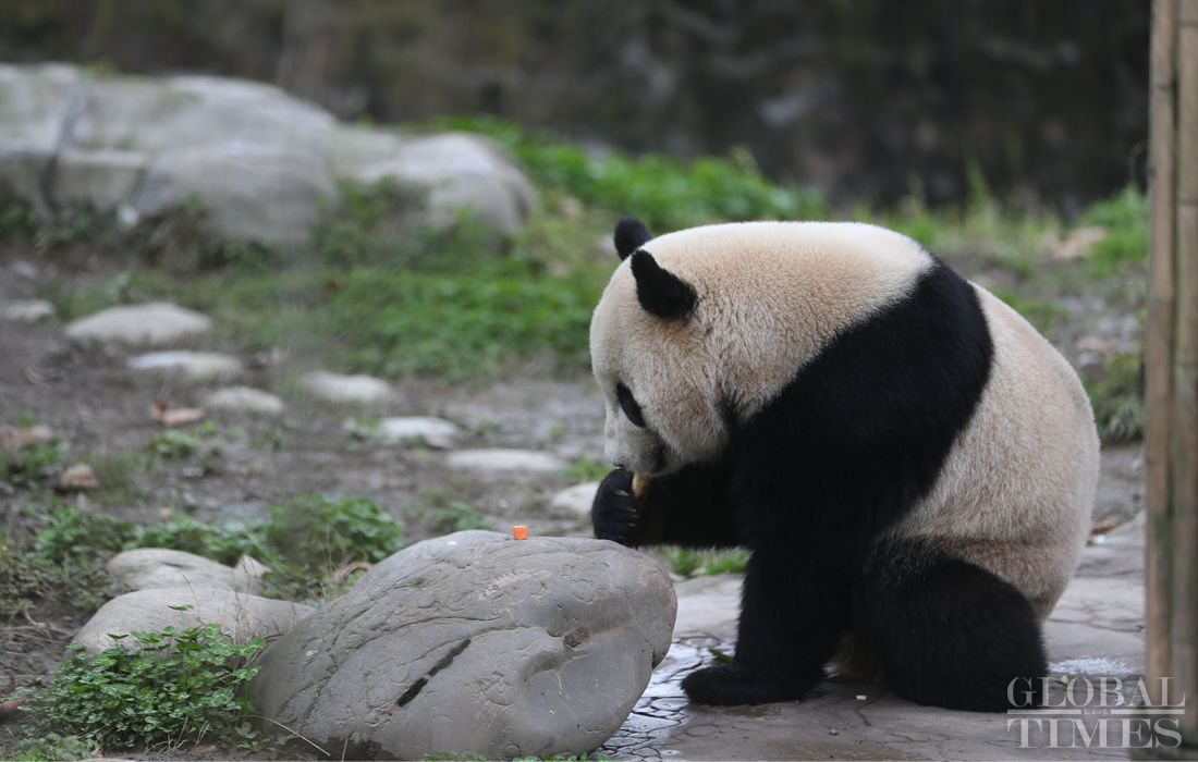 The US-born giant panda Baobao makes official debut in Southwest China ...