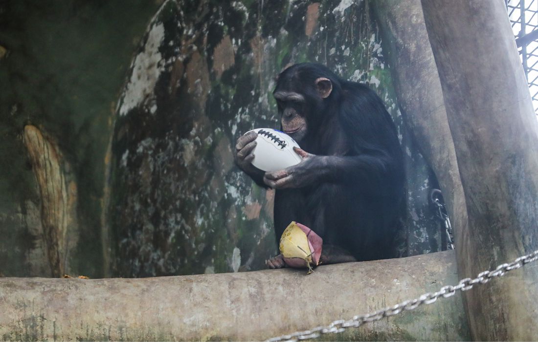Animals love playing ball too! - Global Times