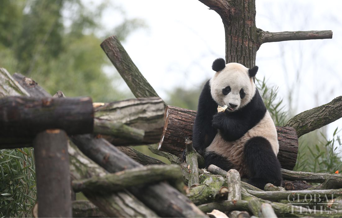 The US-born giant panda Baobao makes official debut in Southwest China ...
