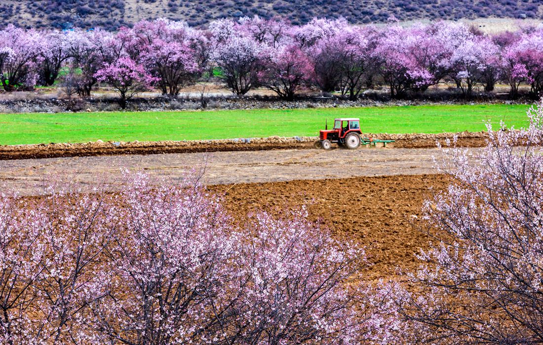 Wild peach trees bloom in China’s Tibet - Global Times