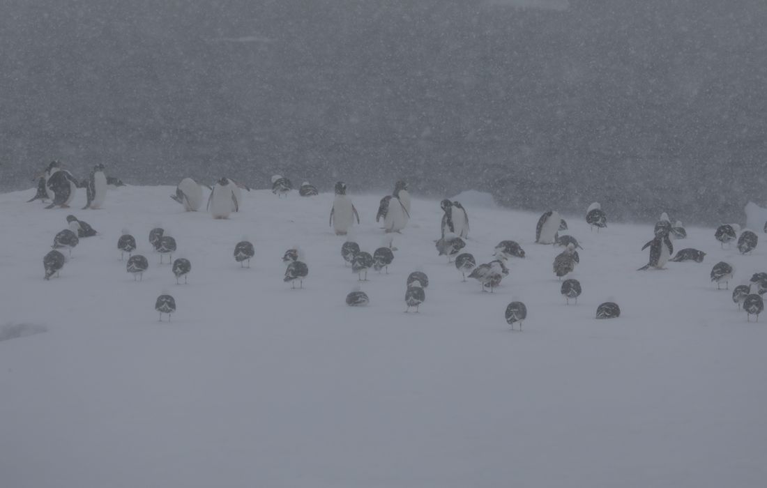 Penguin encounters at the end of the world - Global Times