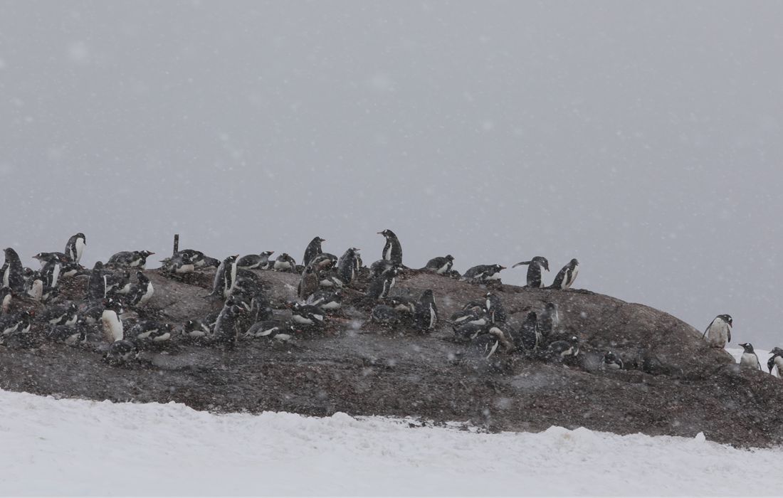Penguin encounters at the end of the world - Global Times