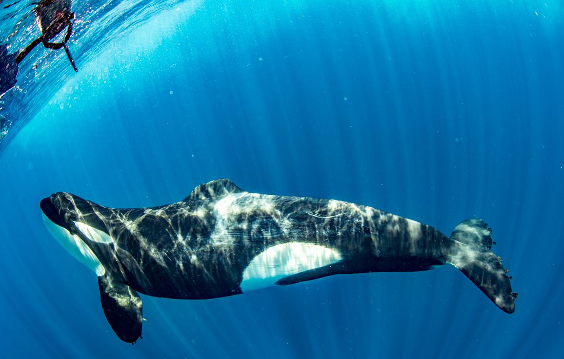 Surprise of a lifetime: disabled killer whale reunited with tour guide ...