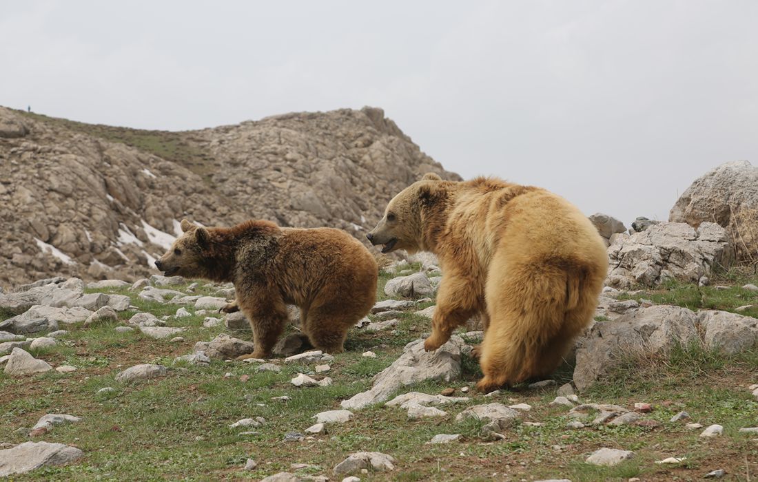 Iraqi security forces, animal lovers release two zoo-born bears into ...