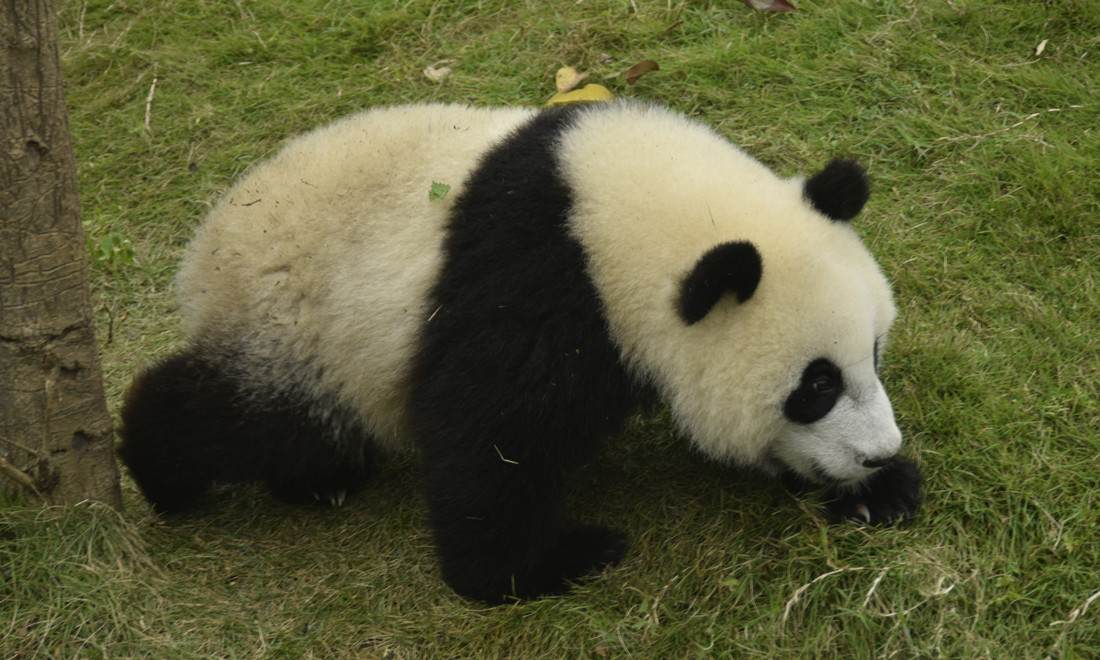 Giant pandas Xing Ya and Wu Wen depart Wolong, Sichuan for the ...