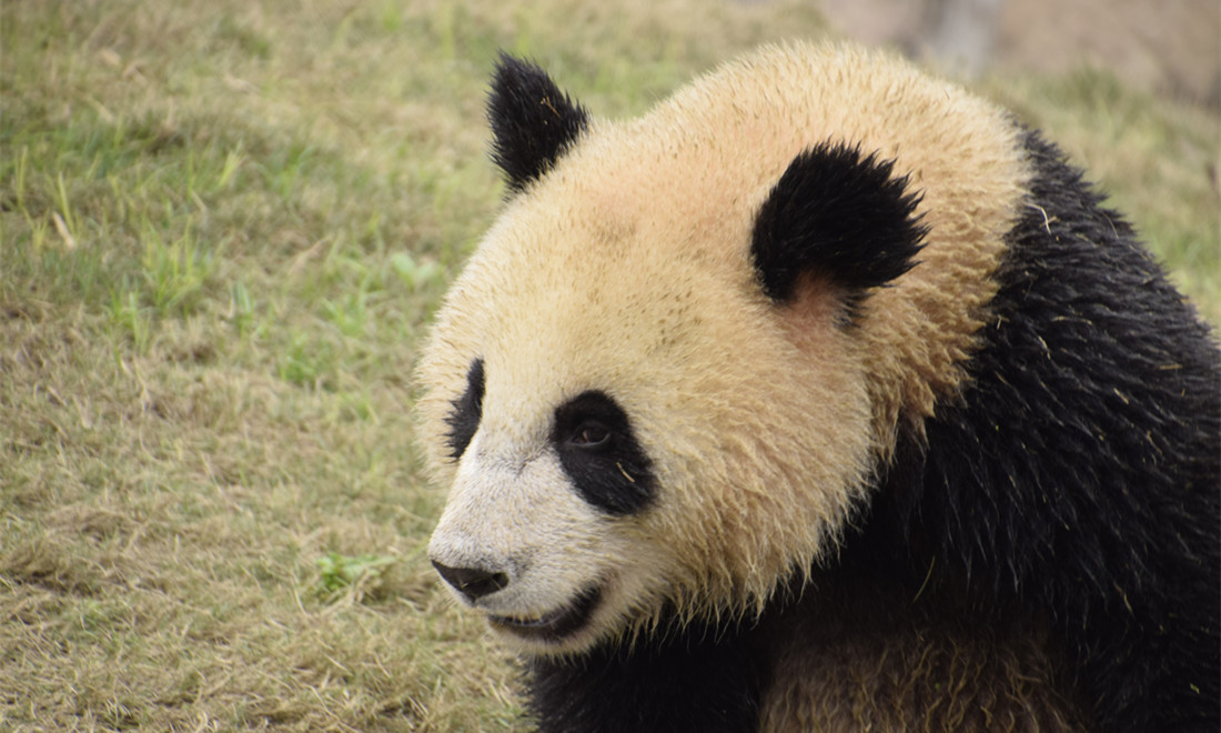 Giant pandas Xing Ya and Wu Wen depart Wolong, Sichuan for the ...